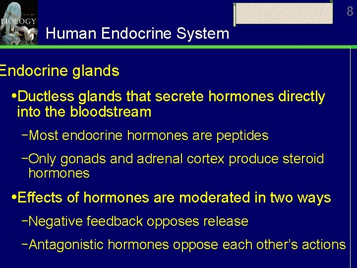 Chapter 42 Hormones the Endocrine System The Human