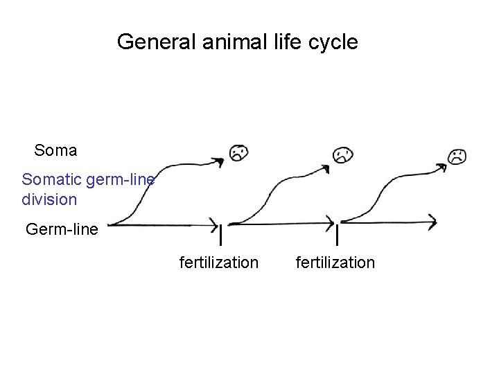 Lecture 11 Evolution and Development Animal development Phylogenetics