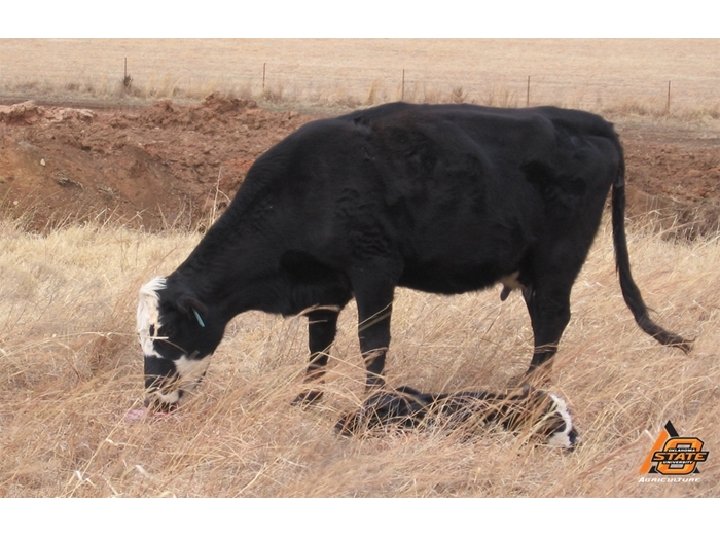 Body Condition Scoring Beef Cows Body condition score