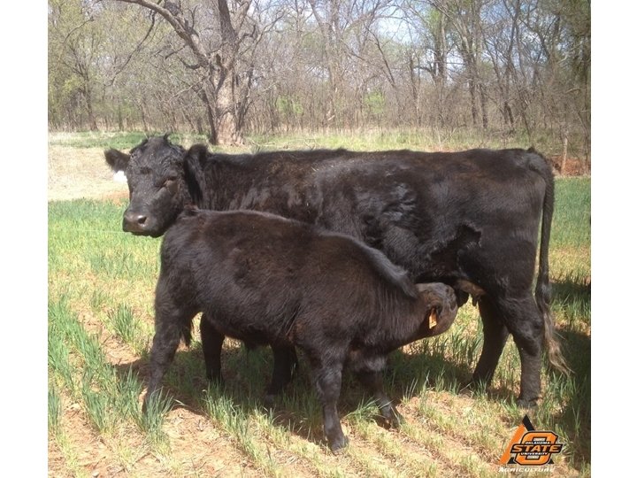 Body Condition Scoring Beef Cows Body condition score