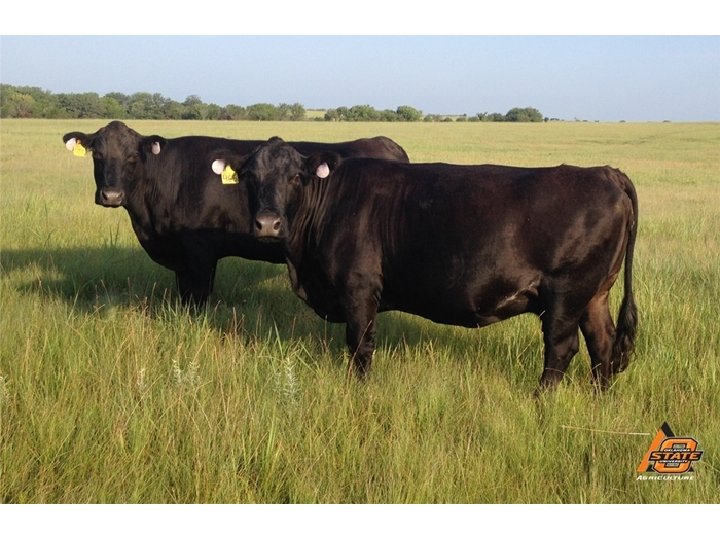 Body Condition Scoring Beef Cows Body condition score