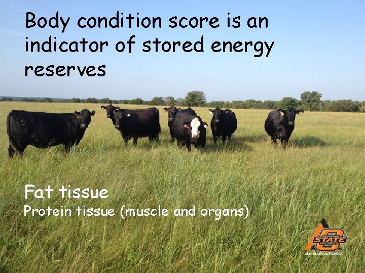 Body Condition Scoring Beef Cows Body condition score