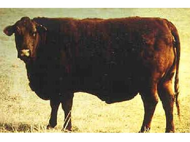 Body Condition Scoring Beef Cows Body condition score