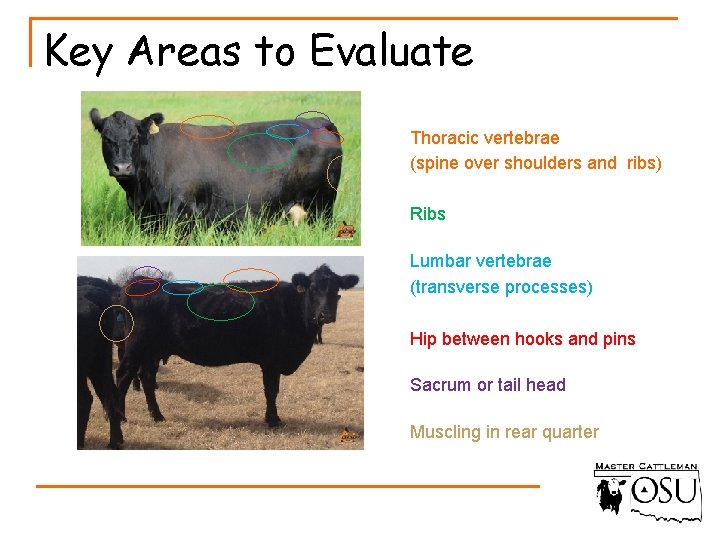 Body Condition Scoring Beef Cows Body condition score