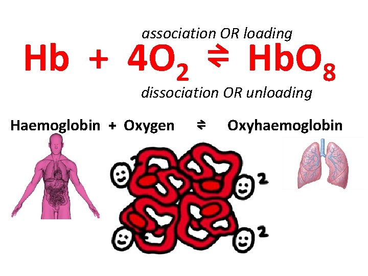 Haemoglobin Haemoglobin has ONE job to carry oxygen