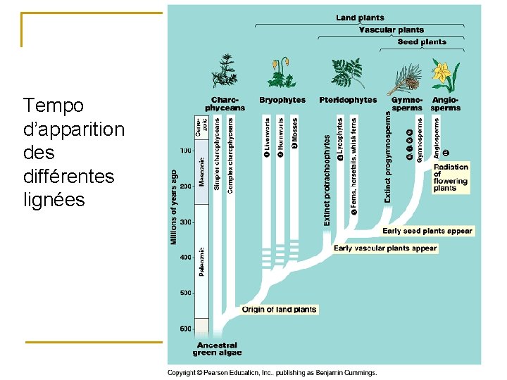 Elments de botanique Cours 7 Ptridophytes 15032018 Bac