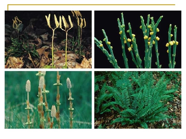 Elments de botanique Cours 7 Ptridophytes 15032018 Bac