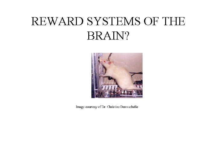 REWARD SYSTEMS OF THE BRAIN ICSS and brain