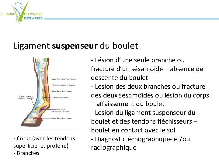 LES PLAIES DU CHEVAL Les plaies du cheval