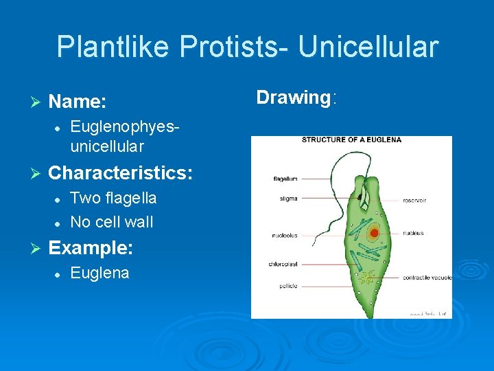 Chapter 20 Protist Kingdom Eukaryotes Animallike Protist Name