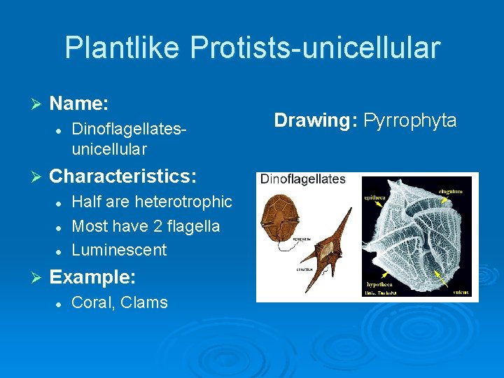 Chapter 20 Protist Kingdom Eukaryotes Animallike Protist Name