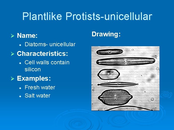 Chapter 20 Protist Kingdom Eukaryotes Animallike Protist Name