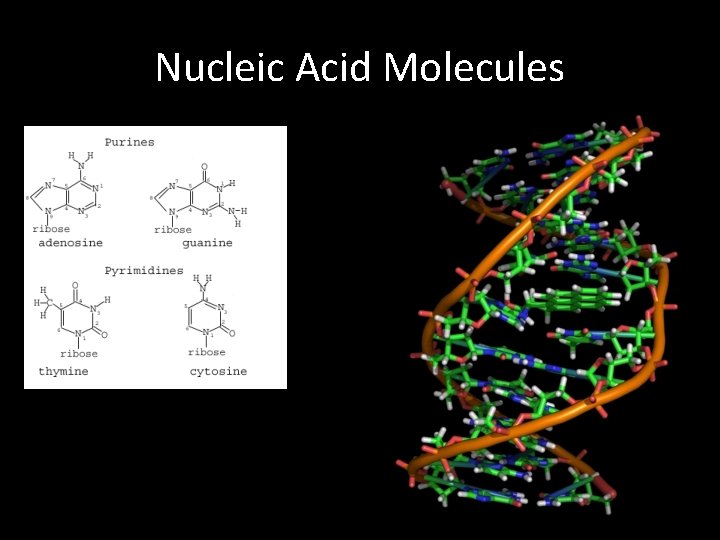 Macromolecules For Identification Harrison Forensics All living things