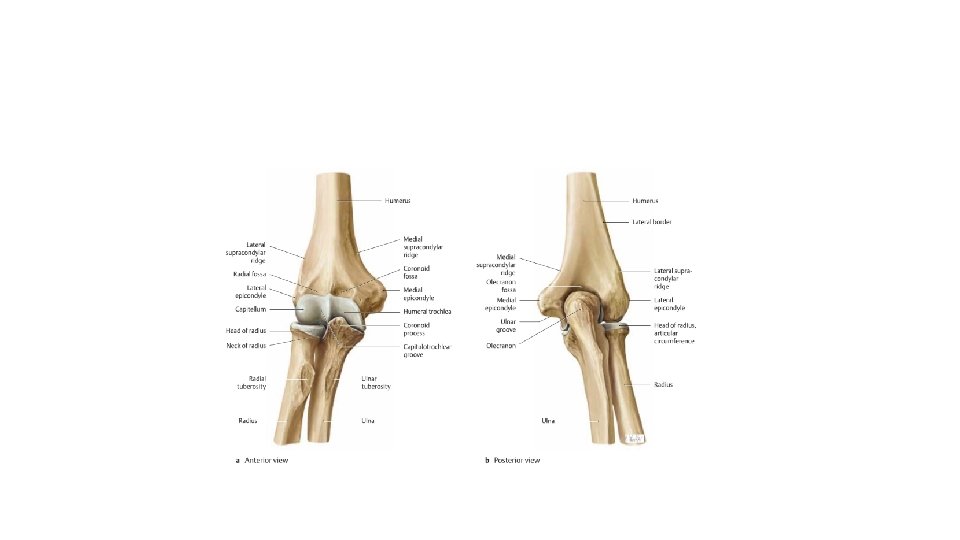 Elbow Joint Dr Danial Safavi MD Basic concepts