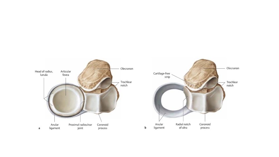 Elbow Joint Dr Danial Safavi MD Basic concepts
