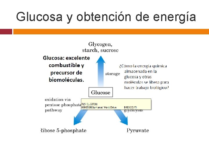 FERMENTACIONES INDUSTRIALES GLICOLISIS Asignatura Microbiologa ...