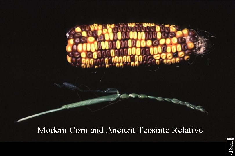 BIOTECHNOLOGY 101 all you need to know in