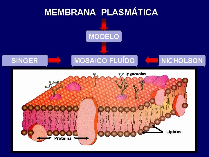 MEMBRANA PLASMTICA MODELO SINGER MOSAICO FLUDO NICHOLSON glicoclix