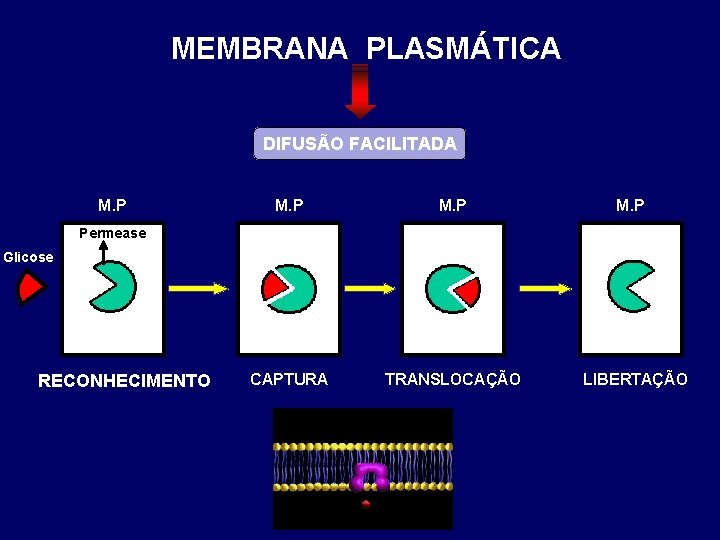 MEMBRANA PLASMTICA MODELO SINGER MOSAICO FLUDO NICHOLSON glicoclix