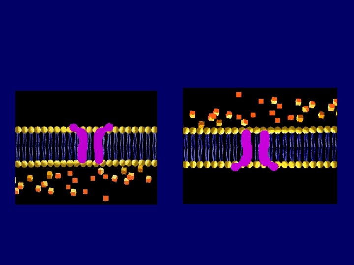 MEMBRANA PLASMTICA MODELO SINGER MOSAICO FLUDO NICHOLSON glicoclix
