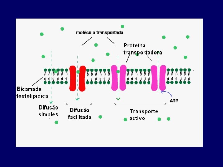 MEMBRANA PLASMTICA MODELO SINGER MOSAICO FLUDO NICHOLSON glicoclix