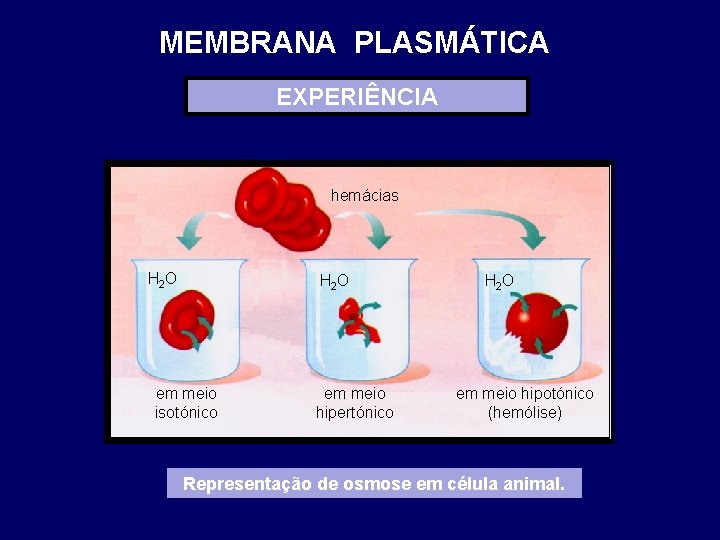MEMBRANA PLASMTICA MODELO SINGER MOSAICO FLUDO NICHOLSON glicoclix