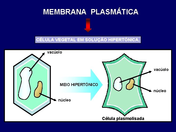 MEMBRANA PLASMTICA MODELO SINGER MOSAICO FLUDO NICHOLSON glicoclix