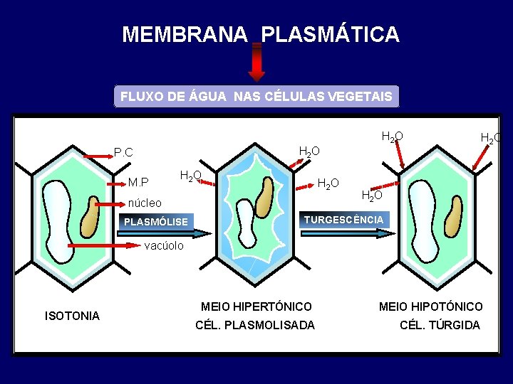 MEMBRANA PLASMTICA MODELO SINGER MOSAICO FLUDO NICHOLSON glicoclix