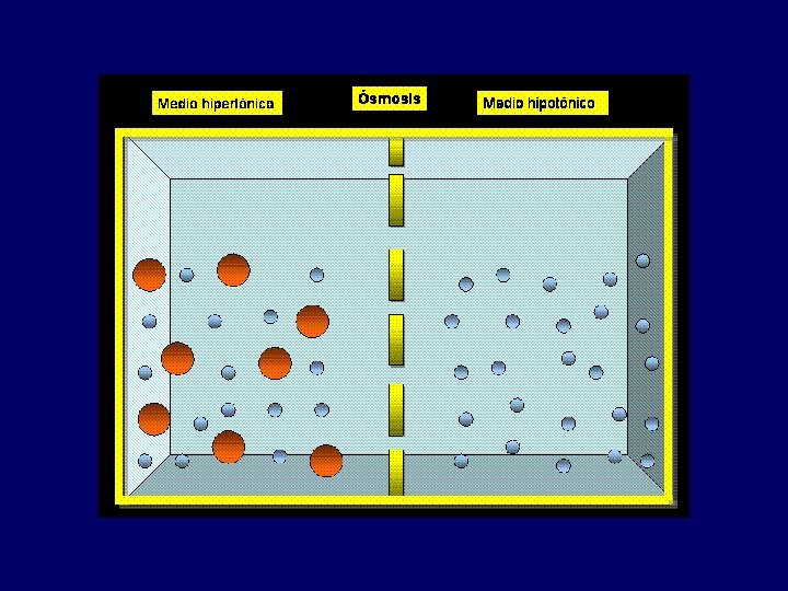 MEMBRANA PLASMTICA MODELO SINGER MOSAICO FLUDO NICHOLSON glicoclix