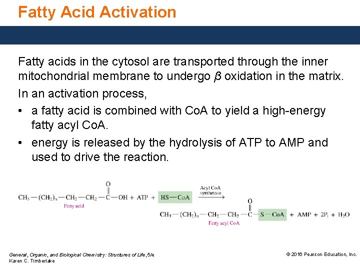 24 2 Oxidation of Fatty Acids A large