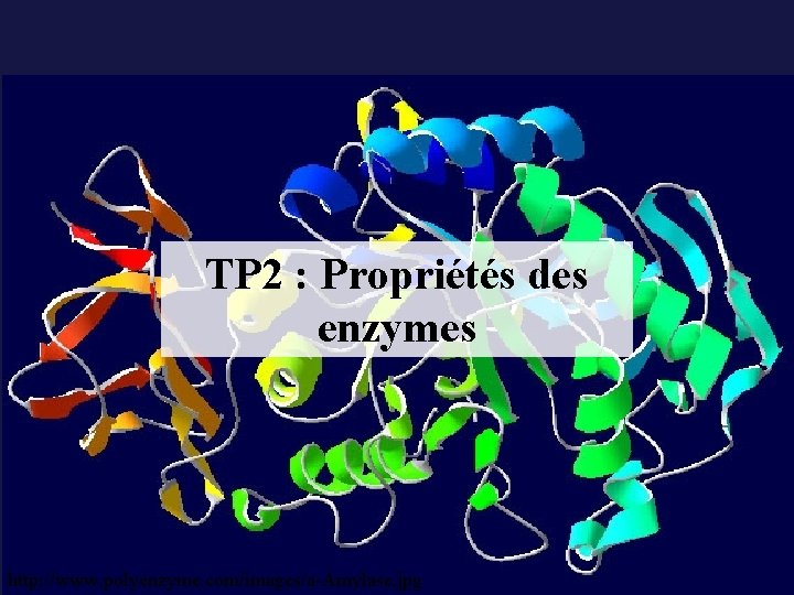 TP 2 Proprits des enzymes http www polyenzyme