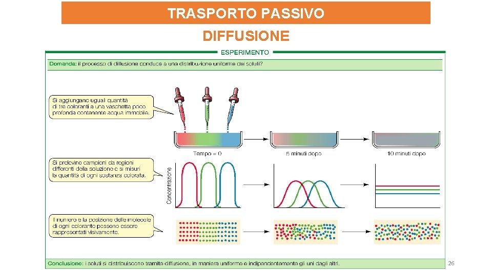 LA MEMBRANA CELLULARE E LE MODALITA DI TRASPOSTO