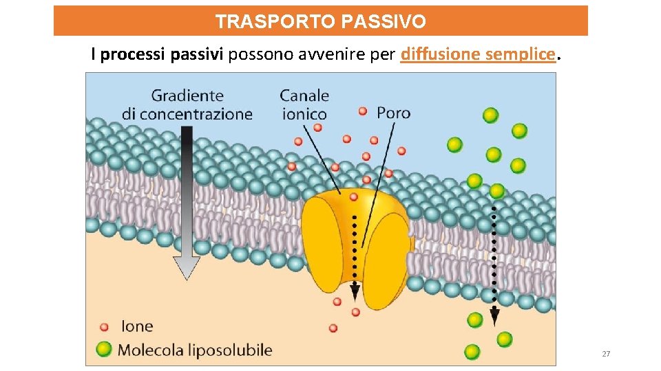 LA MEMBRANA CELLULARE E LE MODALITA DI TRASPOSTO
