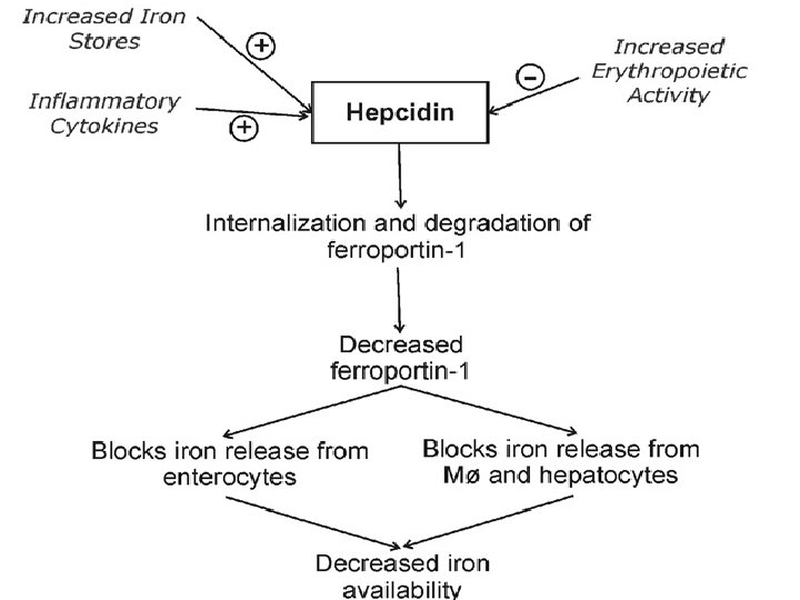 New concepts in diagnosis and management of iron