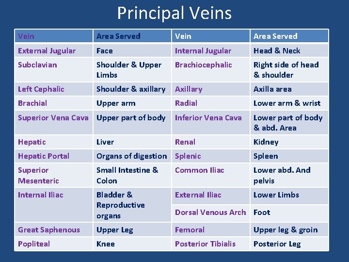 Circulation Blood Pressure 2 Major Types of Circulation