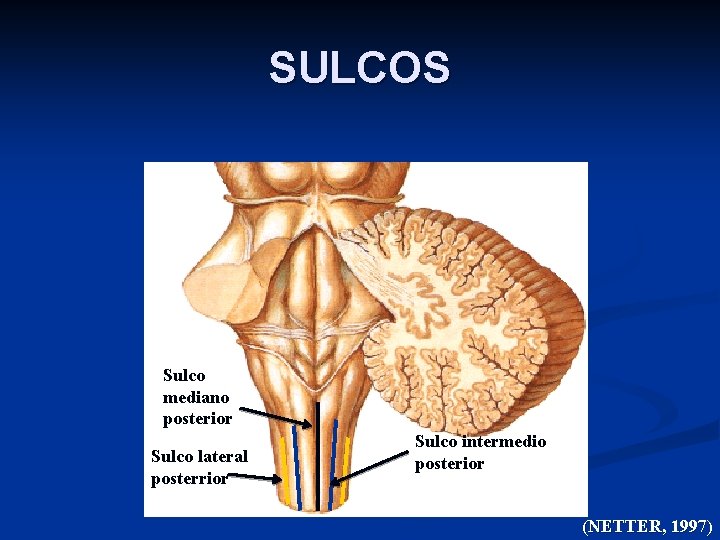 Anatomia do Tronco Enceflico Diana Babini Recife 2013