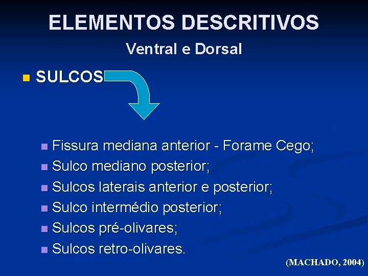 Anatomia do Tronco Enceflico Diana Babini Recife 2013