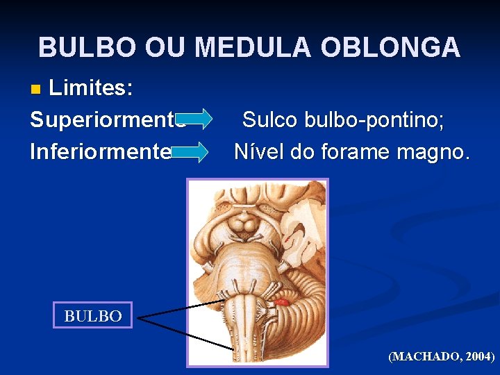 Anatomia do Tronco Enceflico Diana Babini Recife 2013