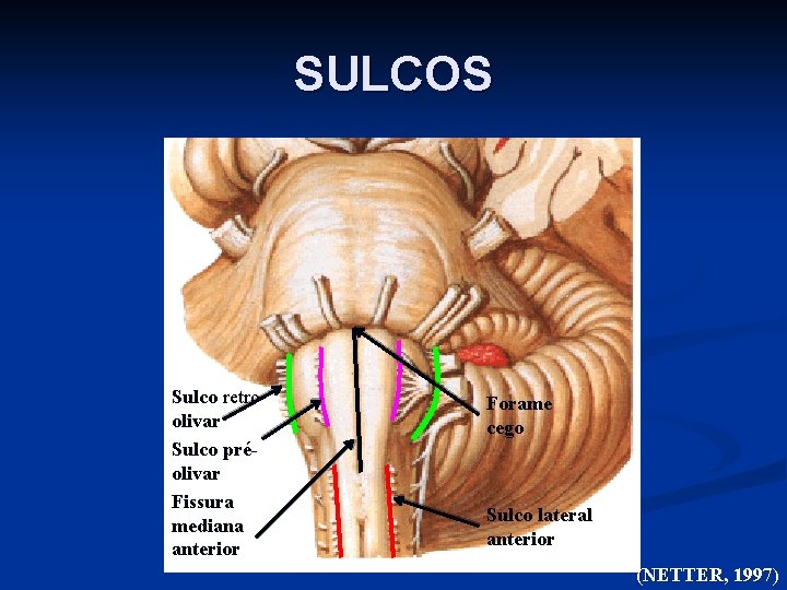 Anatomia do Tronco Enceflico Diana Babini Recife 2013