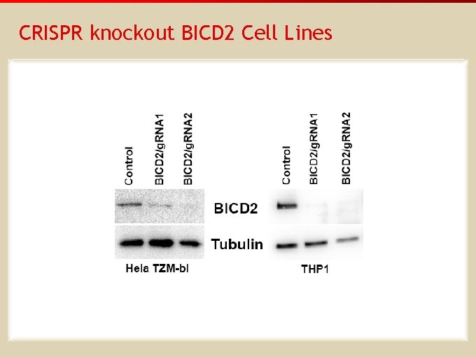 Bicaudal D 2 Facilitates the Cytoplasmic Trafficking and