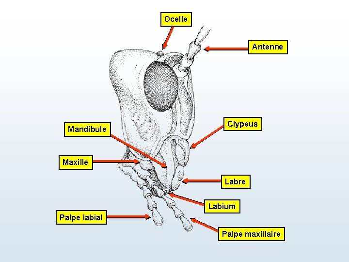 ANATOMIE GNRALE DES INSECTES TIRB Gilles Bourbonnais Cgep