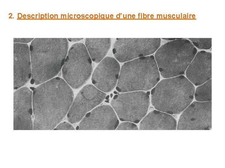 THEMATIQUES DU MODULE 1 Anatomie et histologie musculaire