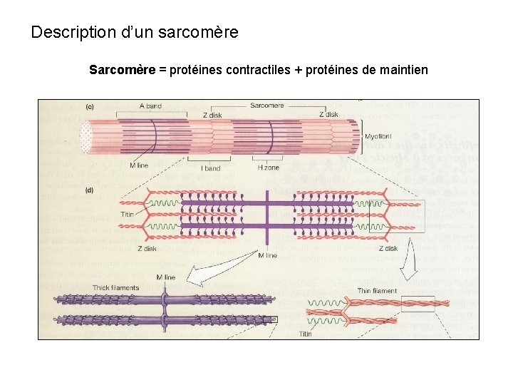 THEMATIQUES DU MODULE 1 Anatomie et histologie musculaire