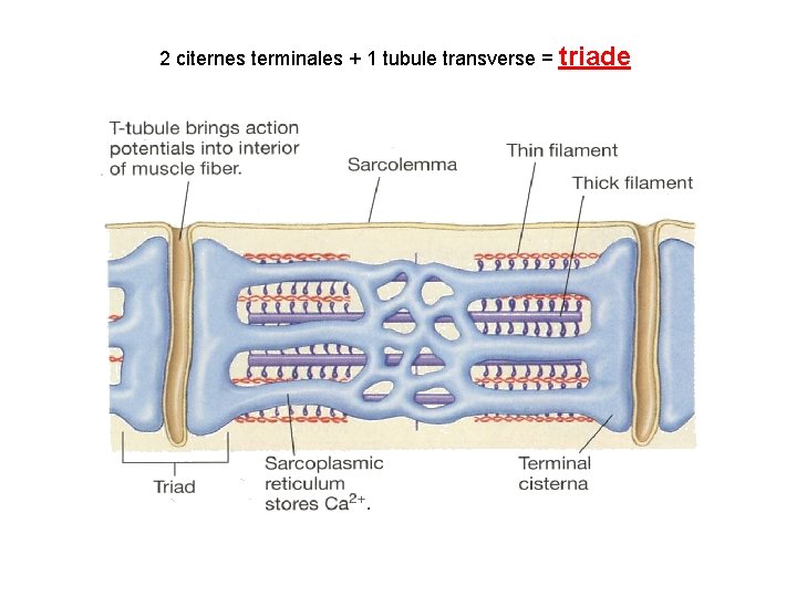 THEMATIQUES DU MODULE 1 Anatomie et histologie musculaire