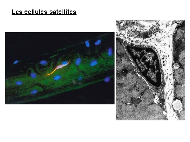 THEMATIQUES DU MODULE 1 Anatomie et histologie musculaire