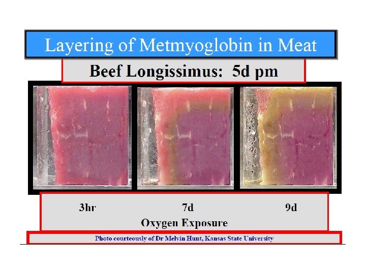 Meat Color ANSC 3404 Meat Color Meat color