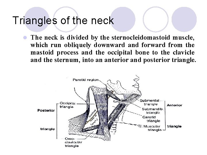 Triangles of the neck l The neck is