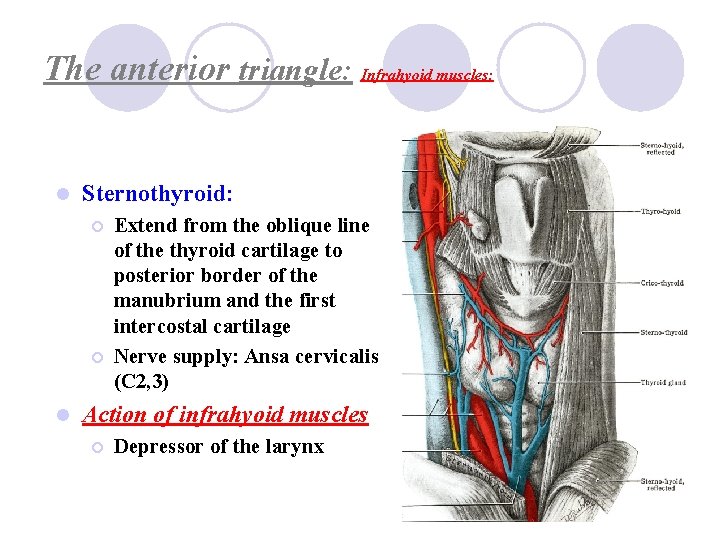 Triangles of the neck l The neck is