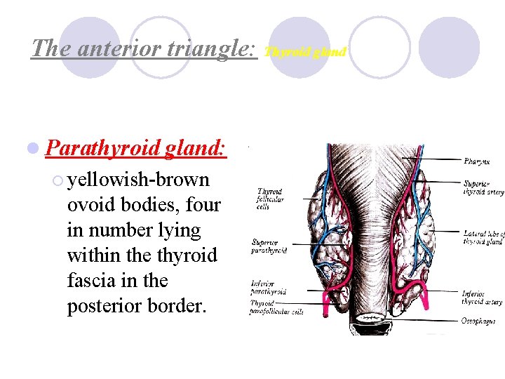 Triangles of the neck l The neck is