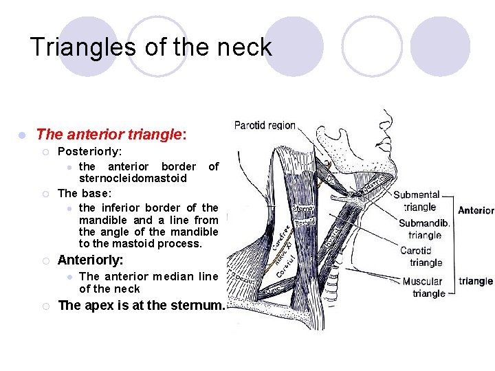 Triangles of the neck l The neck is